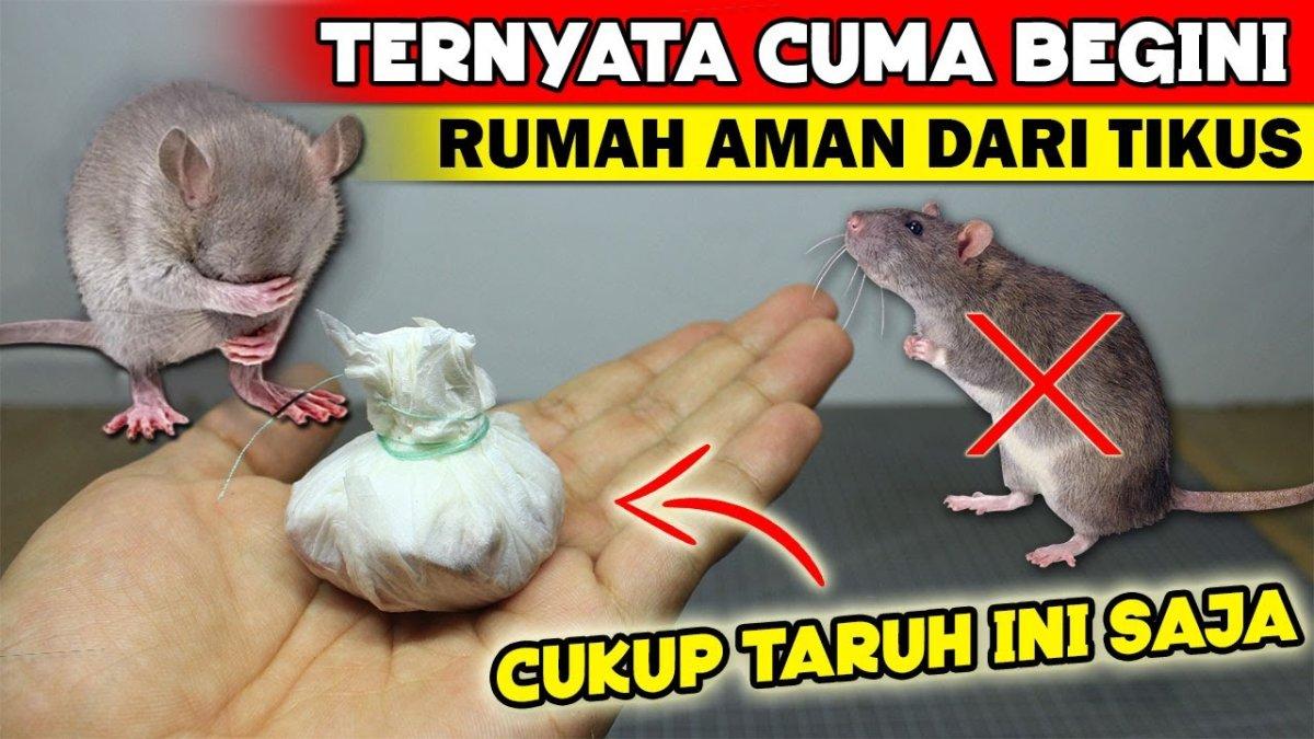 7 Cara Mudah yang Bisa Kalian Coba Agar Rumah Kalian Terhindar dari Hama Tikus - TribunStyle.com