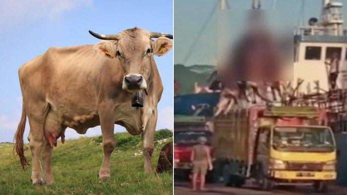 Viral Cara Pemindahan Sapi di Pelabuhan, Digantung Menggunakan Crane ...