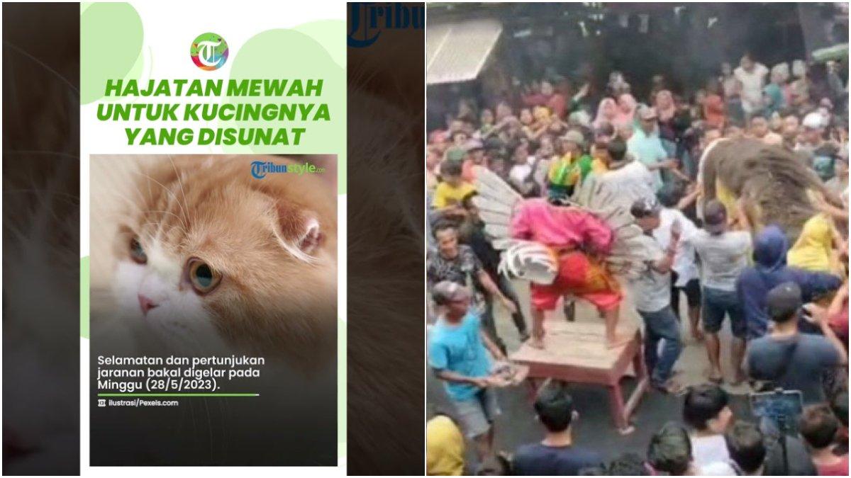 ALASAN Pasutri di Banyuwangi Rayakan Khitan untuk 3 Kucing Peliharaan dengan Pesta Meriah ...