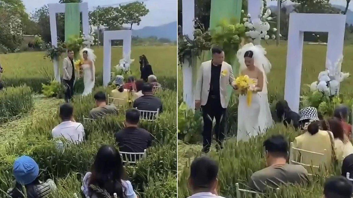 'Sekte Apa Lagi' Viral Pernikahan di Tengah Sawah, Tamu Undangan Duduk di Tanaman Padi: Gak ...