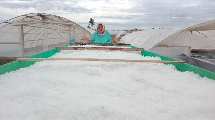 Cerita Andi Reni Anggraeni Pengelola Garam Kristal Majene, Ingin Warga ...