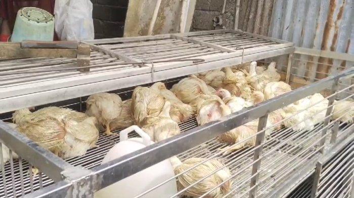 Sehari Jelang Ramadan, Harga Ayam Potong di Pasar Tradisional Topoyo ...