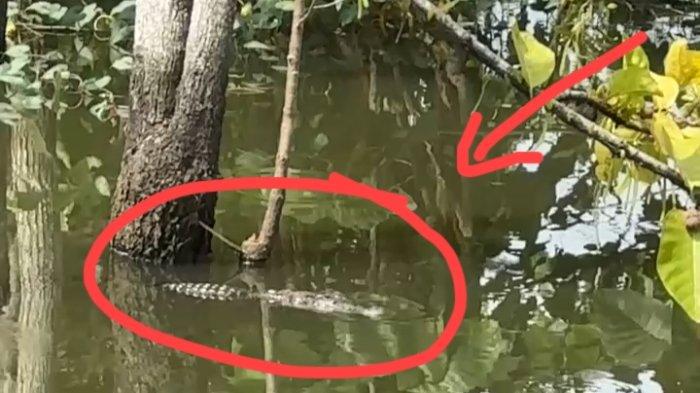 Kemunculan Buaya 2 Meter Gegerkan Warga di Topoyo Mateng, Muncul di ...