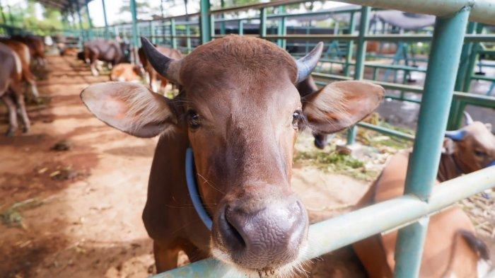 Apa Itu Virus Brucella? Penyakit yang Menginfeksi Sapi Bisa Menular ke ...
