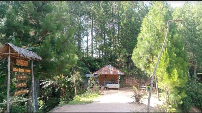 Pesona Hutan Pinus Leong Mamasa, Tempat Asyik Lepas Penat Nikmati ...