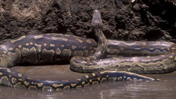 Viral Video Ular Piton Muncul di Kali Mamuju, Rupanya Peliharaan ...