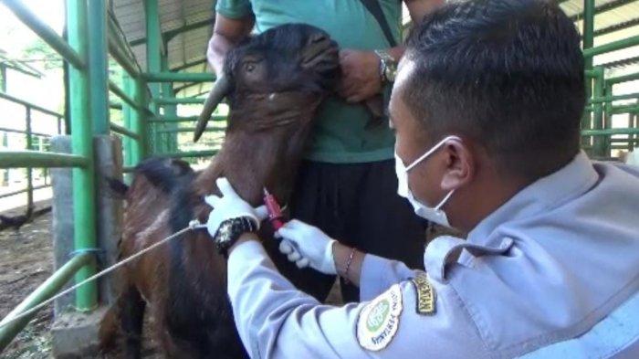 250 Ekor Kambing di Mamuju Diambil Sampel Dicek Kesehatan Sebelum Dikirim ke Kalimantan - Tribun ...