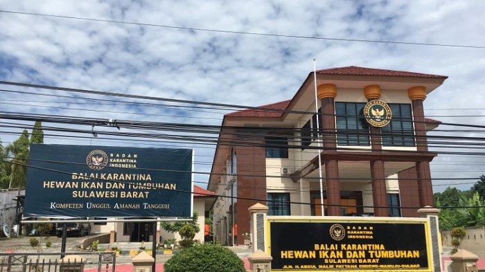 Ribuan Sapi dan Kambing Sudah Dikirim ke Kalimantan, Terbanyak Hewan dari Majene - Tribun-sulbar.com