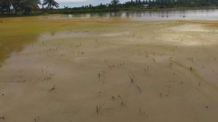 Petani Desa Bonda Gagal Panen Rugi Ratusan Juta, Puluhan Hektare Tambak Ikan Terendam Banjir ...