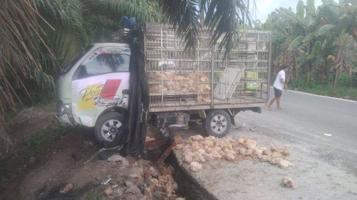 Kronologi Mobil Pengangkut Ayam Kecelakaan di Jalan Trans Sulawesi ...