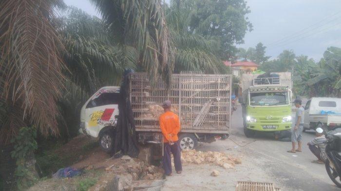 Mobil Pengangkut Ayam Potong Terguling di Babana Mamuju Tengah, Ratusan ...
