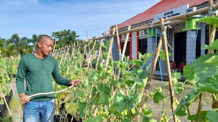 Manfaatkan Pekarangan, Pemuda Kalukku Sukses Tanam Buah Melon Gunakan Polybag - Tribun-sulbar.com