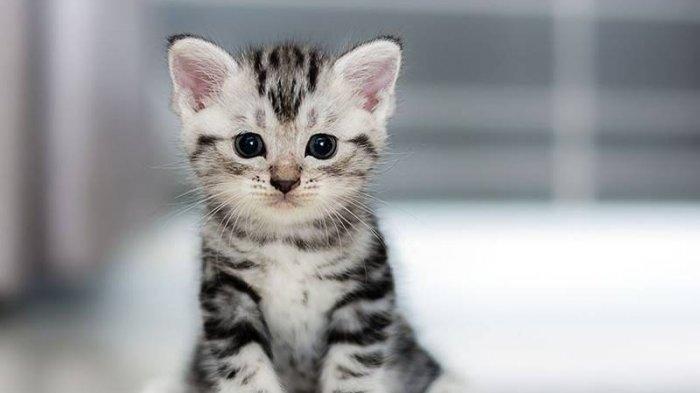Berikut Nama-nama Kucing Betina & Jantan, Lengkap dengan Artinya ...