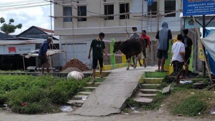 Sapi Kurban Lepas dan Kabur di Wonomulyo, Nyaris Seruduk Pengguna Jalan - Tribun-sulbar.com
