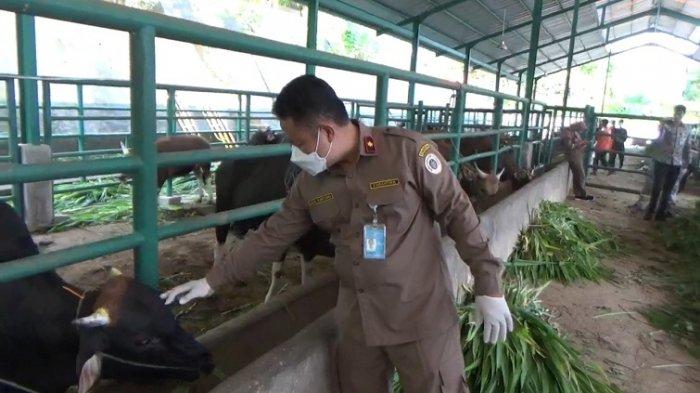 Lima Sapi di Mamuju Terjangkit Brucella, Demam Hingga Nyeri Sendi ...