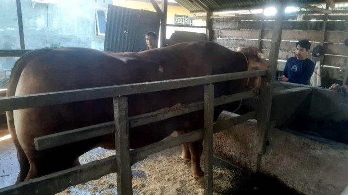 PENAMPAKAN Sapi Kurban Presiden Jokowi Seberat 1 Ton 27 kg, Dibeli di Polman, Disembelih di ...