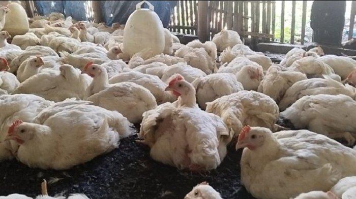 Harga Ayam Potong di Pasar Topoyo Mamuju Tengah Naik Jelang Idul Adha ...