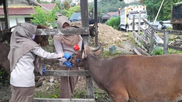 TIPS Menghindari Penyakit Menular Brucellosis pada Sapi Sudah yang ...