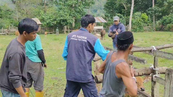 6 Ekor Sapi Positif PMK di Polman, Petugas Kesehatan Hewan Siapkan 500 ...
