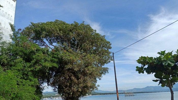 MENGENAL Pohon Lambe di Baurung Majene, Disebut Keramat & Berusia ...