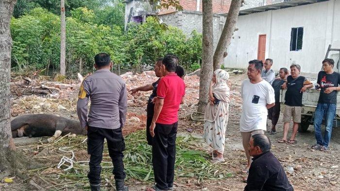 Warga di Pasangkayu Lapor Polisi Sapinya Mati Mendadak, Padahal Akan Dipotong untuk Pesta ...