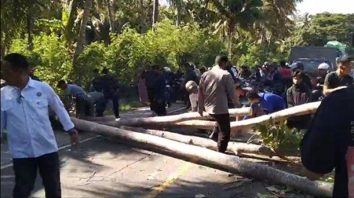 Pohon Tumbang Timpa Pengendara Motor di Jalan Trans Sulawesi Pamboang ...
