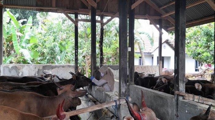 63 Ekor Sapi yang Dikirim ke Kalimantan Dipastikan Bebas dari Bakteri ...