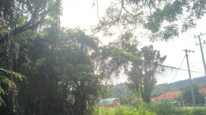 Rumput Liar Tumbuh Merambat ke Kabel Diduga Milik Telkom di Kompleks ...