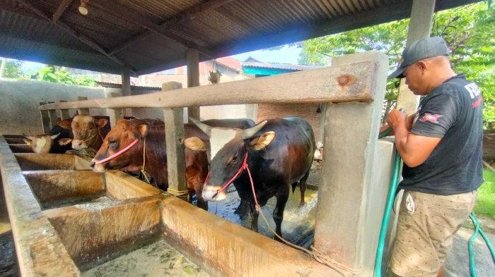 Peternakan di Polman Beri Perawatan Ekstra Sapi Kurban Jelang Idul Adha ...