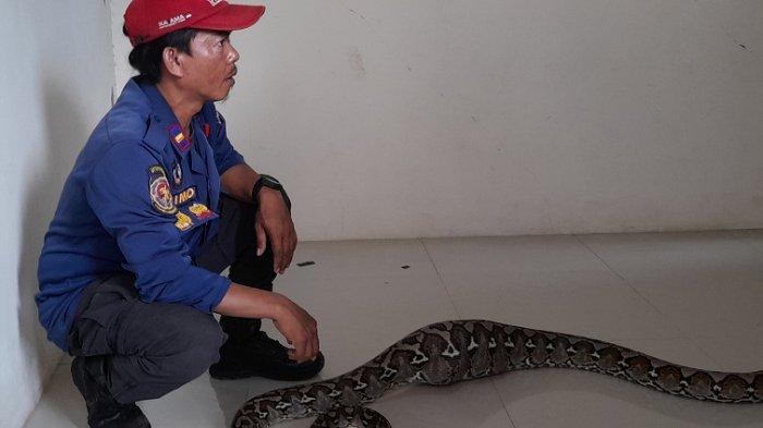 Mengenal 3 Jenis Ular Piton Bisa Mangsa Manusia, Jenis, Ukuran, dan ...