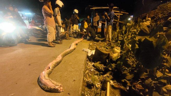Ular Piton 7 Meter Dikuliti Warga Pasar Baru Mamuju - Tribun-sulbar.com