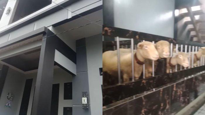 Viral Kandang Domba Super Mewah di Jawa Tengah, Pemilik Habiskan Dana ...