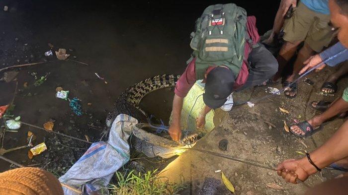 Larang Warga di Mamuju Bunuh Buaya di Alam Liar, Polisi: Serahkan Saja ke BKSDA - Tribun-sulbar.com