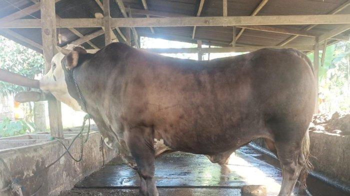Balmon, Sapi Kurban Presiden Jokowi Asal Kolaka Timur Sulawesi Tenggara ...