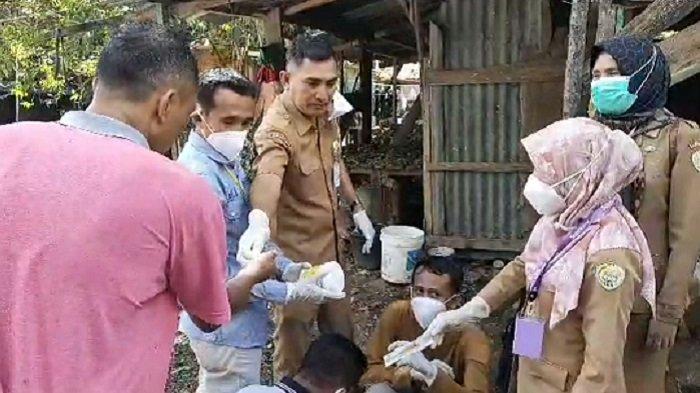 Cek Kesehatan Hewan Kurban di Baubau, Dinas Pertanian Temukan Sapi dan ...