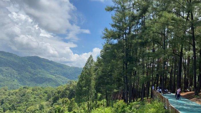 Hutan Pinus Sorombipi di Desa Wisata Lalingato Koltim, Pemandangan ...