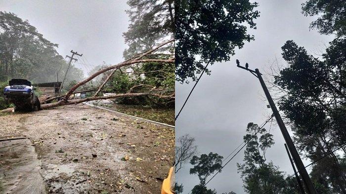 Kronologi Pohon Tumbang Timpa Mobil Parkir dan Tiang Listrik di Kolaka Timur Sulawesi Tenggara ...