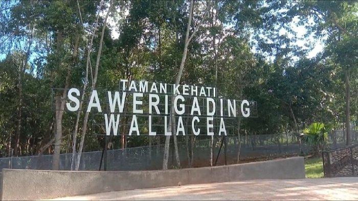 PT Vale Budidaya Tanaman Endemik di Taman Kehati Sawerigading Wallacea ...