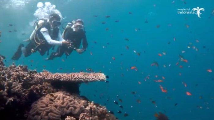 VIDEO Pesona Sombu Dive Spot Diving di Kecamatan Wangi-Wangi Wakatobi ...