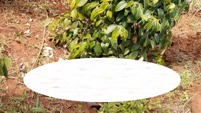 Petani Ditemukan Tewas di Kebun Merica Kolaka Utara Sulawesi Tenggara ...