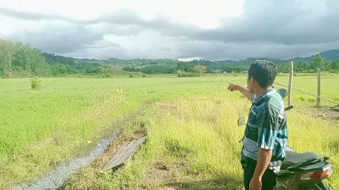 Petani di Desa Lasembangi Buton Sultra Gagal Panen Gegara Banjir, Rugi Ratusan Juta Rupiah ...