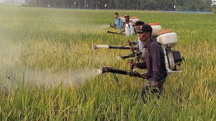 Link dan Syarat Daftar Petani Milenial 2024 Kementerian Pertanian, Ada Bantuan Rp10 Juta per ...