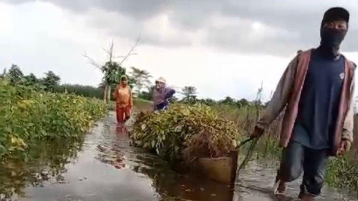 Ratusan Hektar Lahan Kedelai, Jagung Hingga Sawah Warga Desa Puuwehuko Konsel Terendam Banjir ...