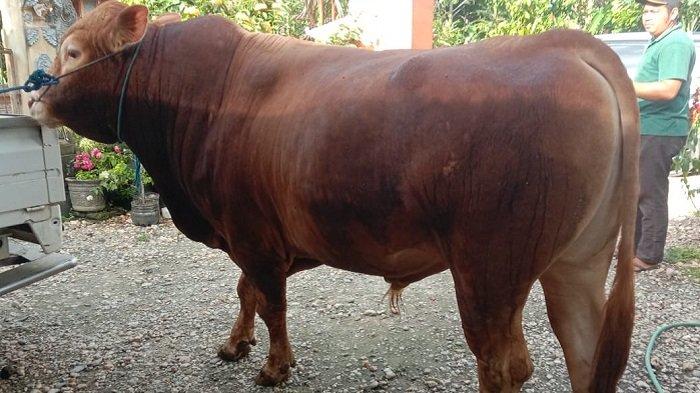 Sapi Limosin 947 Kg Jadi Hewan Kurban Presiden Prabowo di Konawe ...