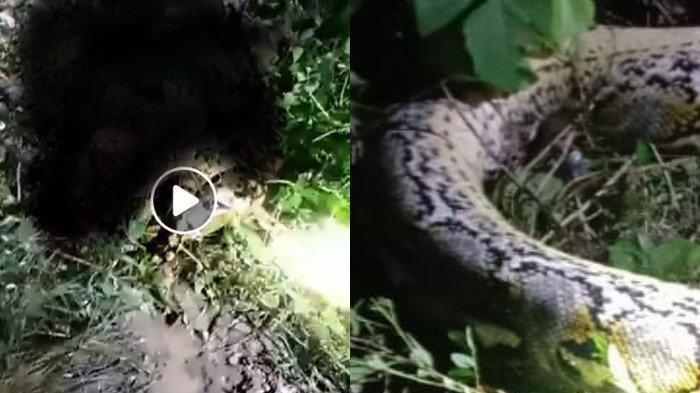 Sosok Rasmin Warga Transmigran Jawa Dimangsa Ular hingga Tewas di ...