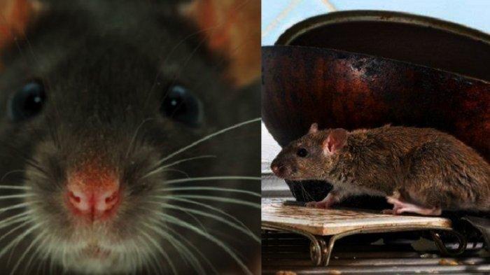 Tikus Got Masuk Rumah? Ternyata Takut Herbal Ini, Ada Bumbu Dapur ...