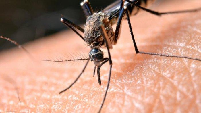 Mengenal Manfaat Minyak Tawon: Redakan Nyeri Otot dan Melindungi dari ...