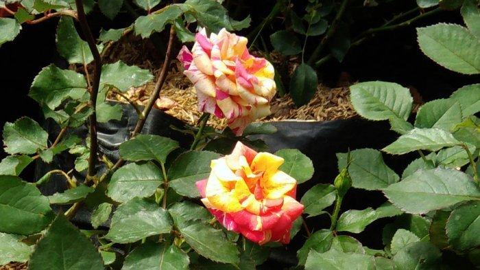 Siapa Sangka Kelopak Bunga Mawar Bisa Dimakan, Bermanfaat bagi ...