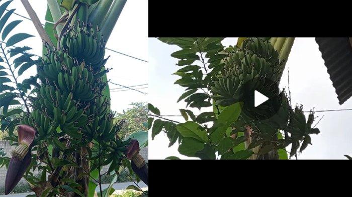 Unik! Pohon Pisang Raja di Baubau Sulawesi Tenggara Punya Dua Jantung ...