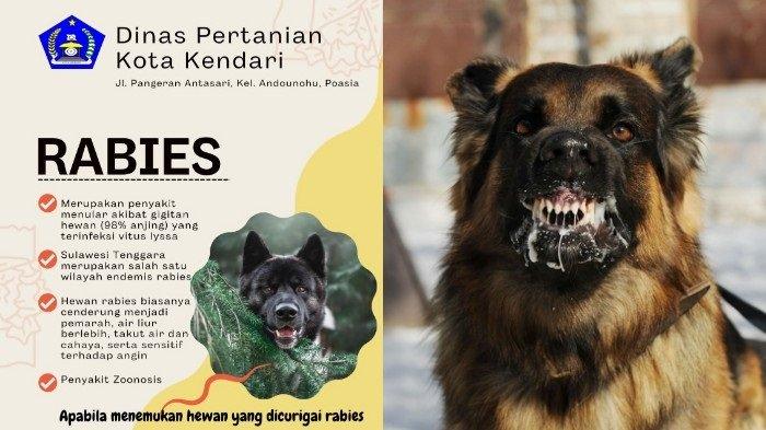 Kenali Gejala Anjing Rabies, Luir Berlebih dan Sensitif Hal Ini, Mematikan Jika Terkena Gigitan ...
